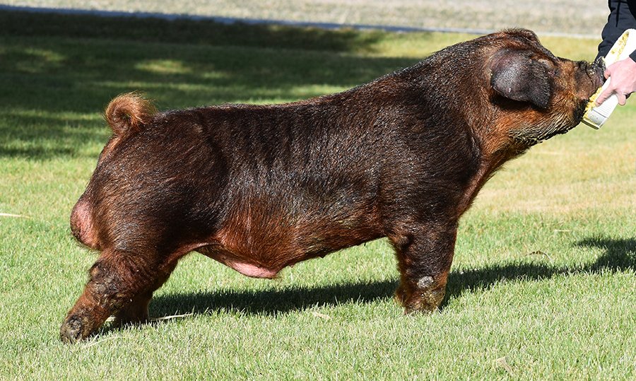 Upperhand Genetics :: Herd Sires